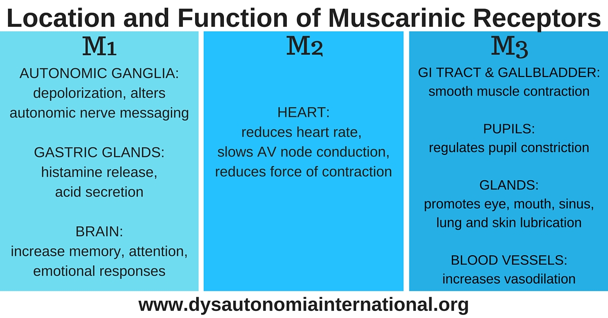 M1and M2 Muscarinic Receptor Antibodies Among Patients With POTS